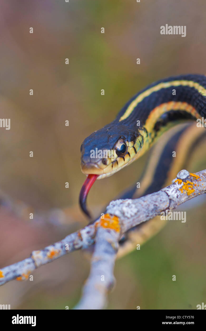 Male garter snake looking for a mate in early spring Stock Photo - Alamy