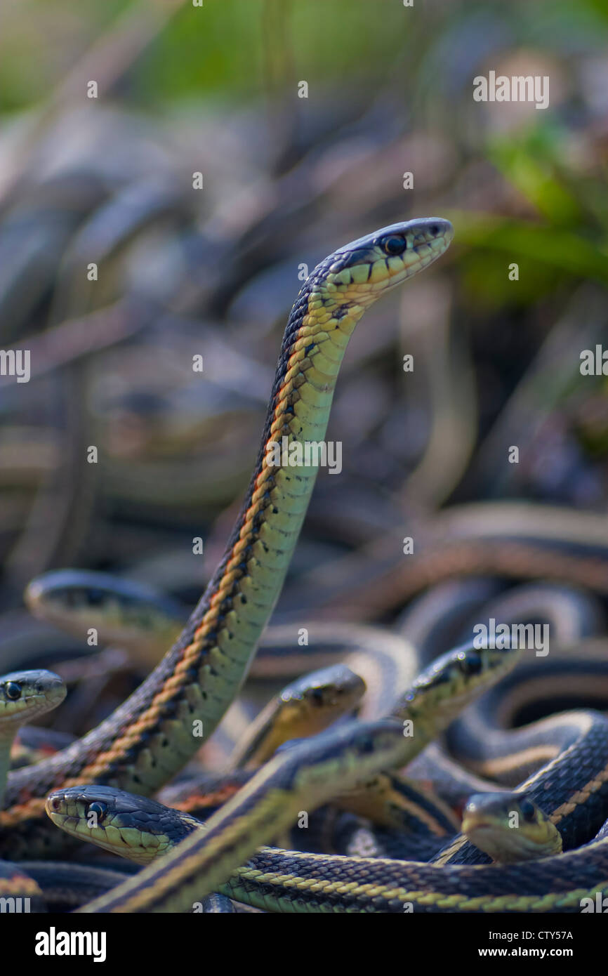 Garter snake Mating ball; males looking for a mate in early spring ...