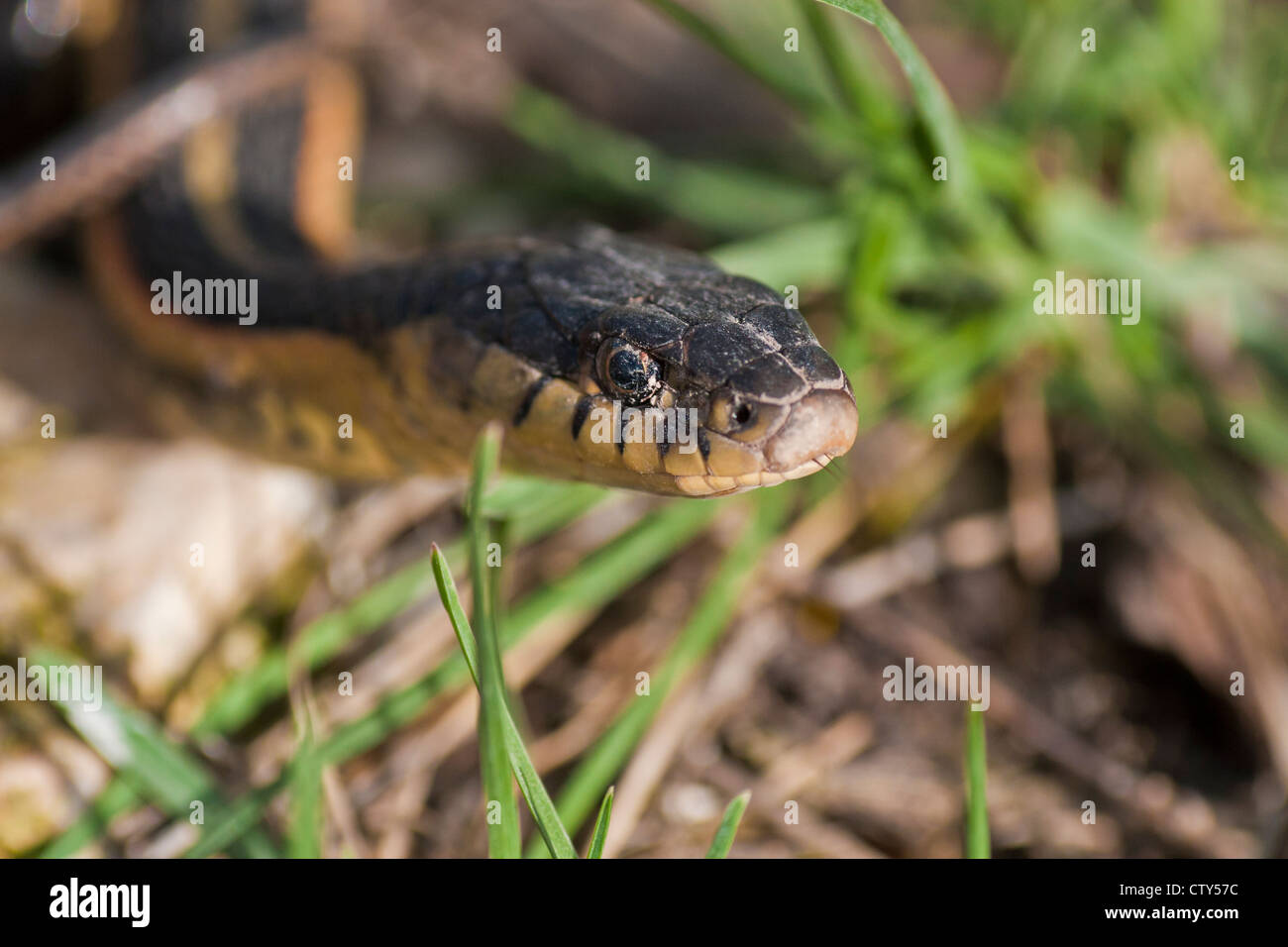 Female red sided garter snake newly emerged from the cold ground in ...