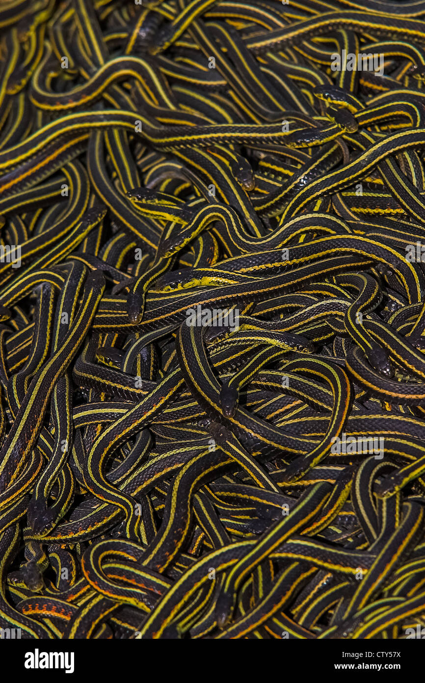 Snakes mating hi-res stock photography and images - Alamy