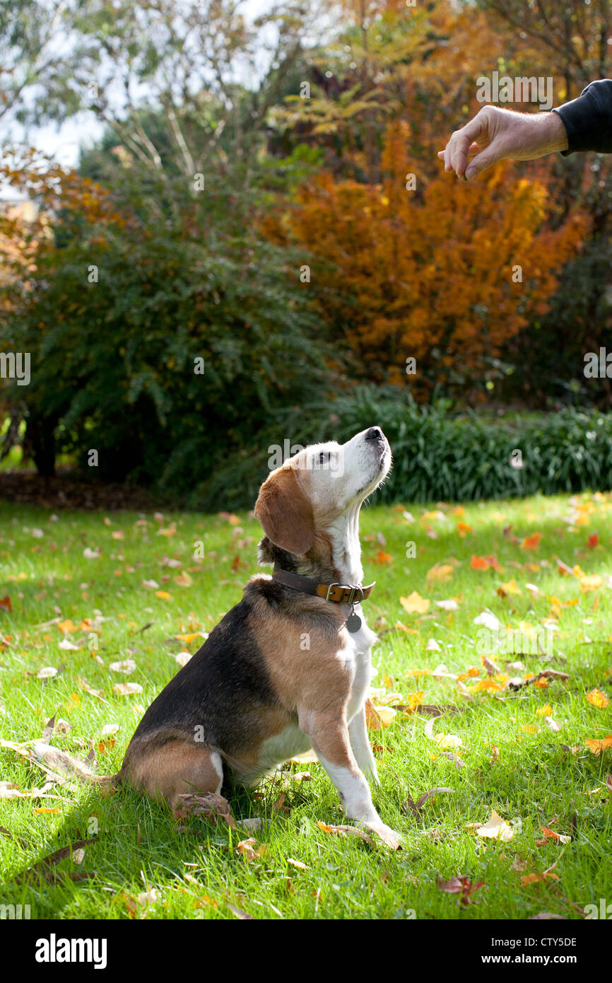 Begging beagle hi-res stock photography and images - Alamy