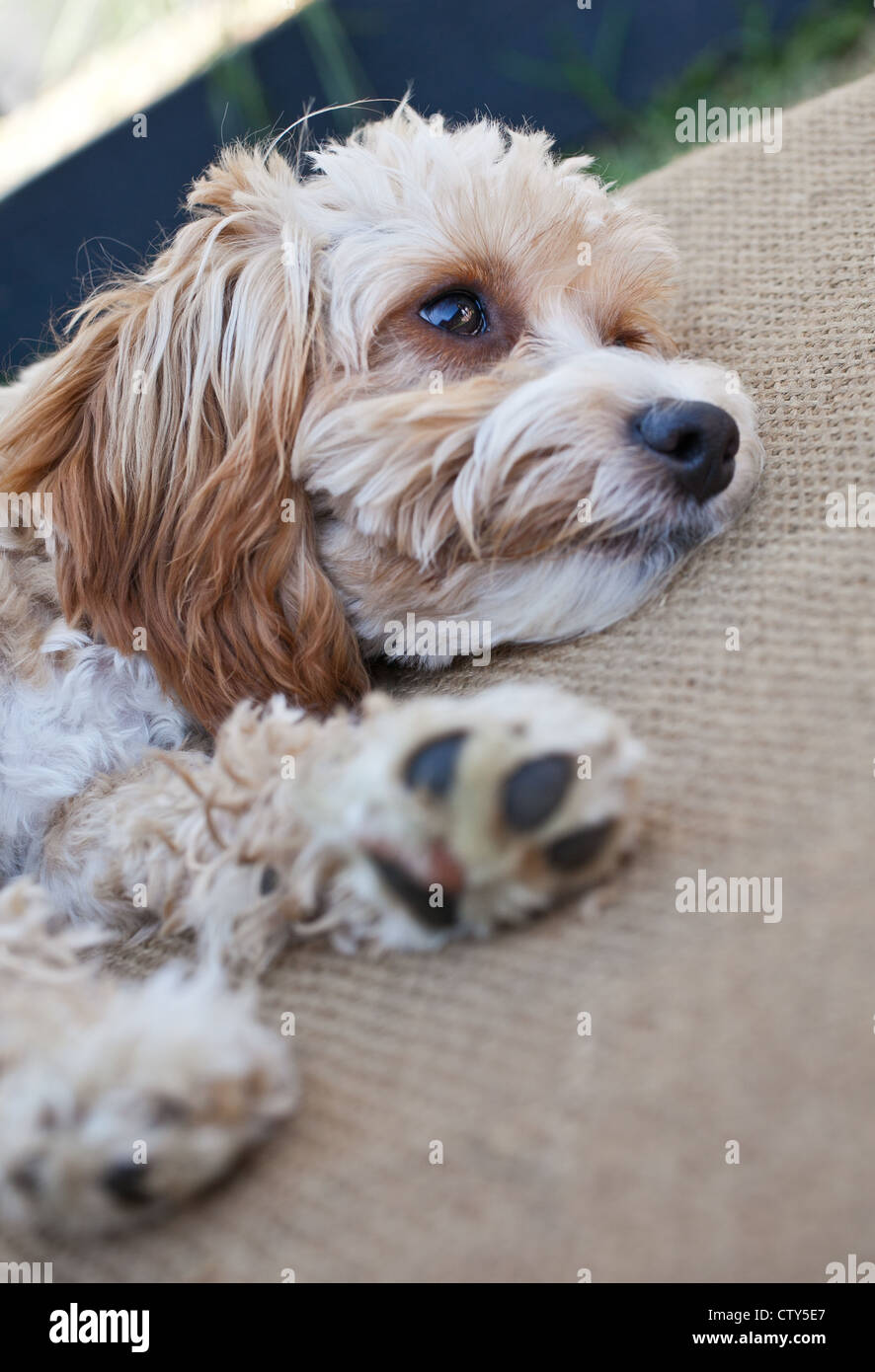 Spoodle hi-res stock photography and images - Alamy
