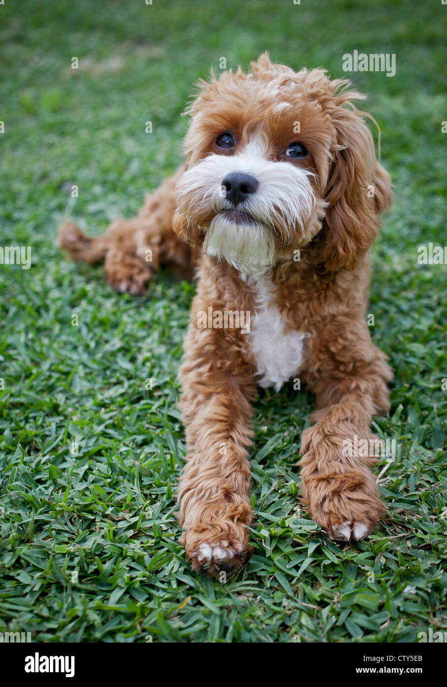 Spoodle hi-res stock photography and images - Alamy