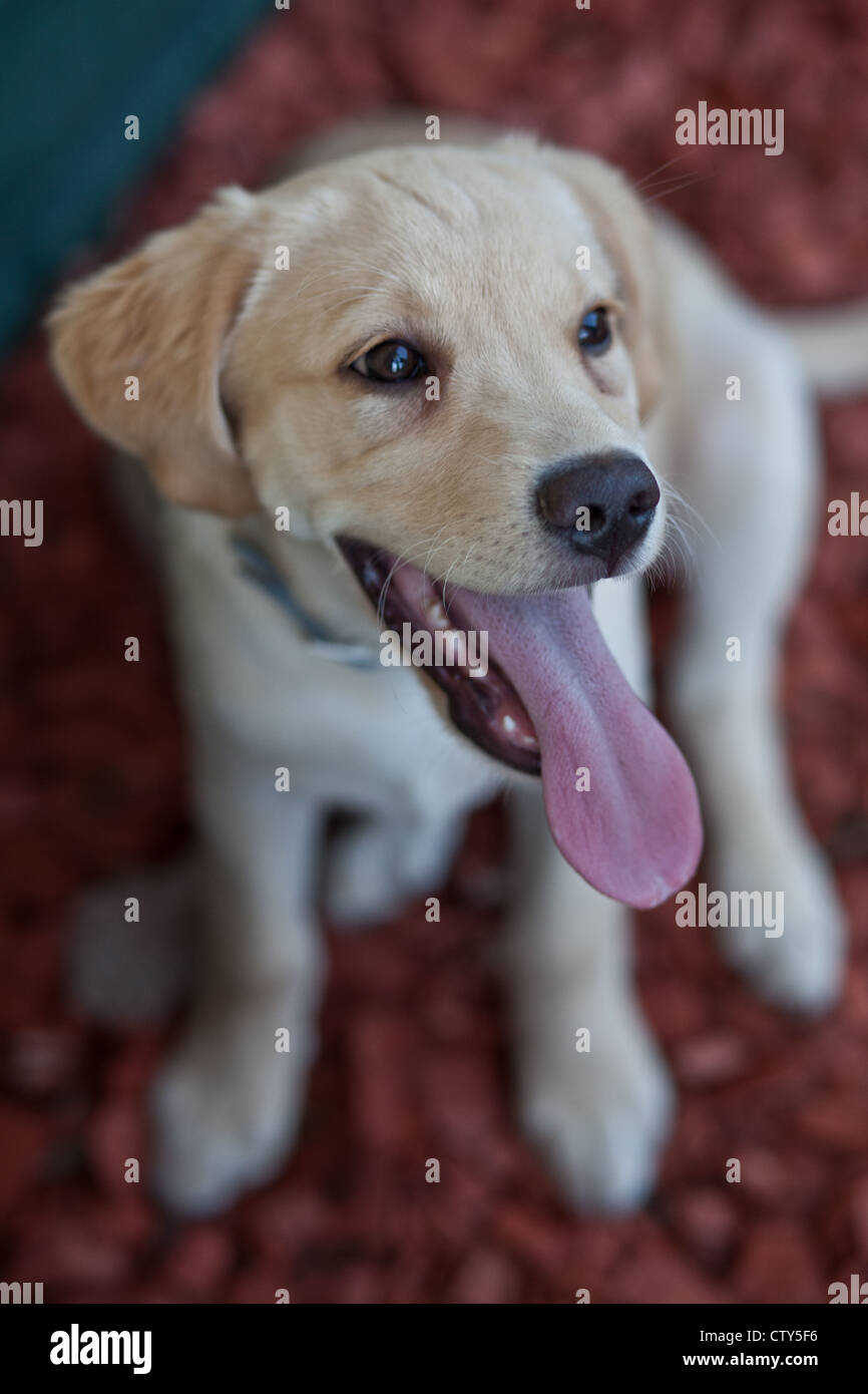 Labrador tongue out hi-res stock photography and images - Alamy