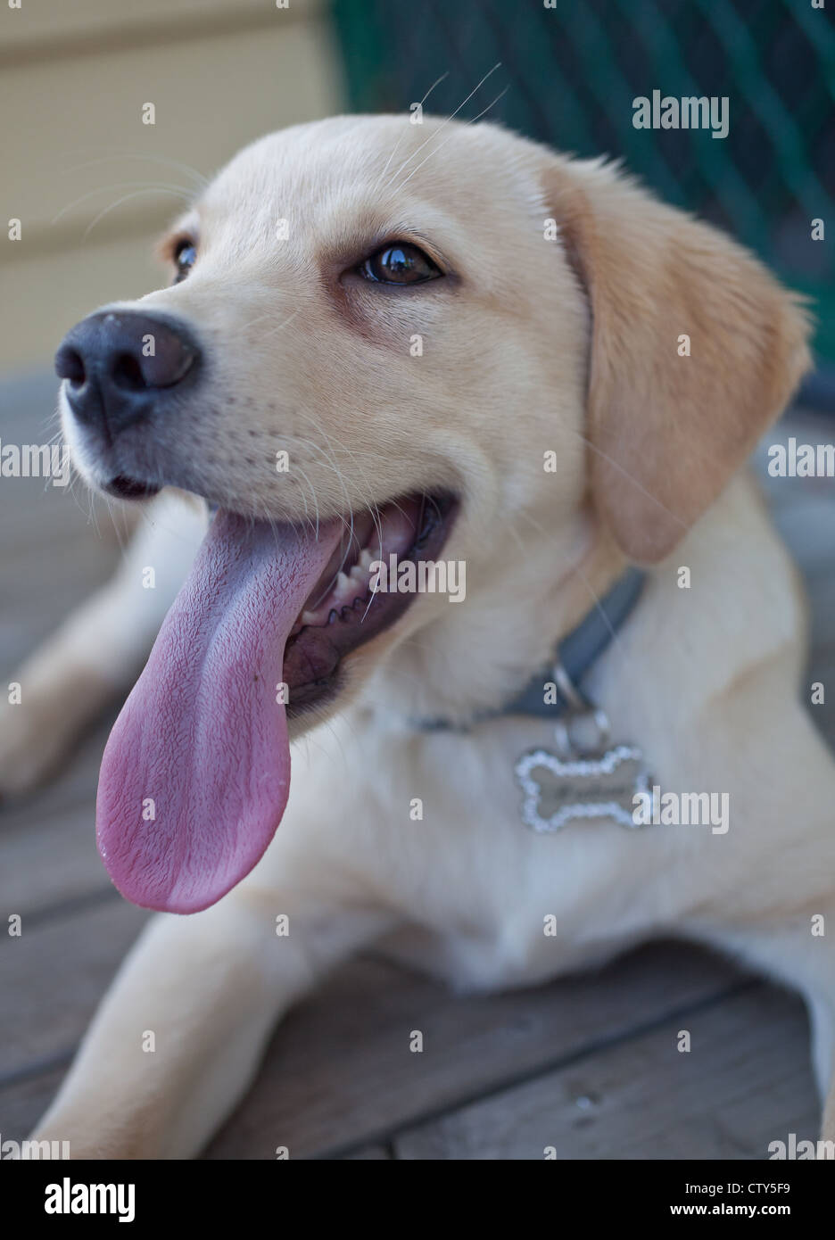 Big tongue out hi-res stock photography and images - Alamy