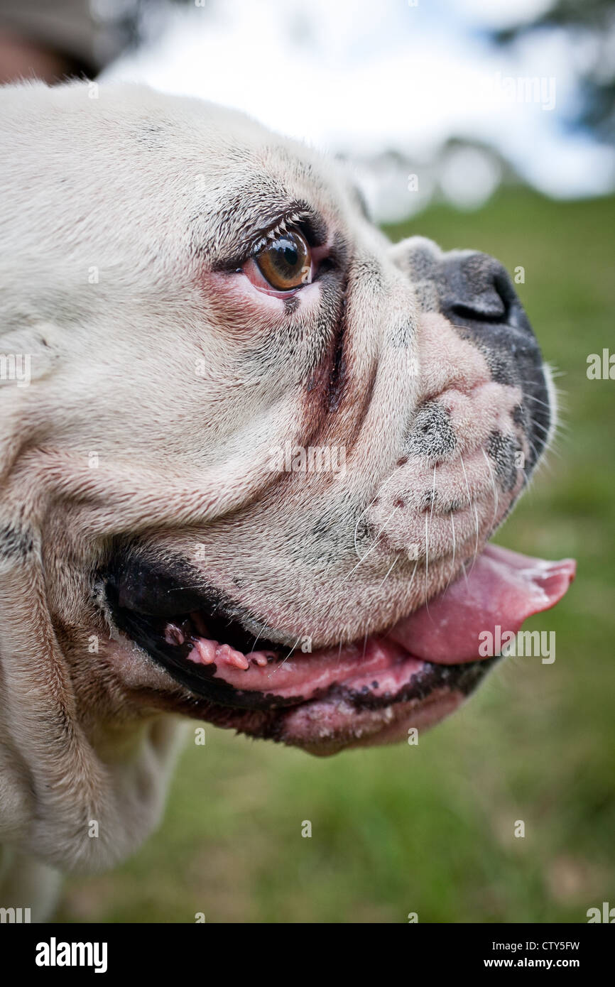 Aussie bulldog hi-res stock photography and images - Alamy