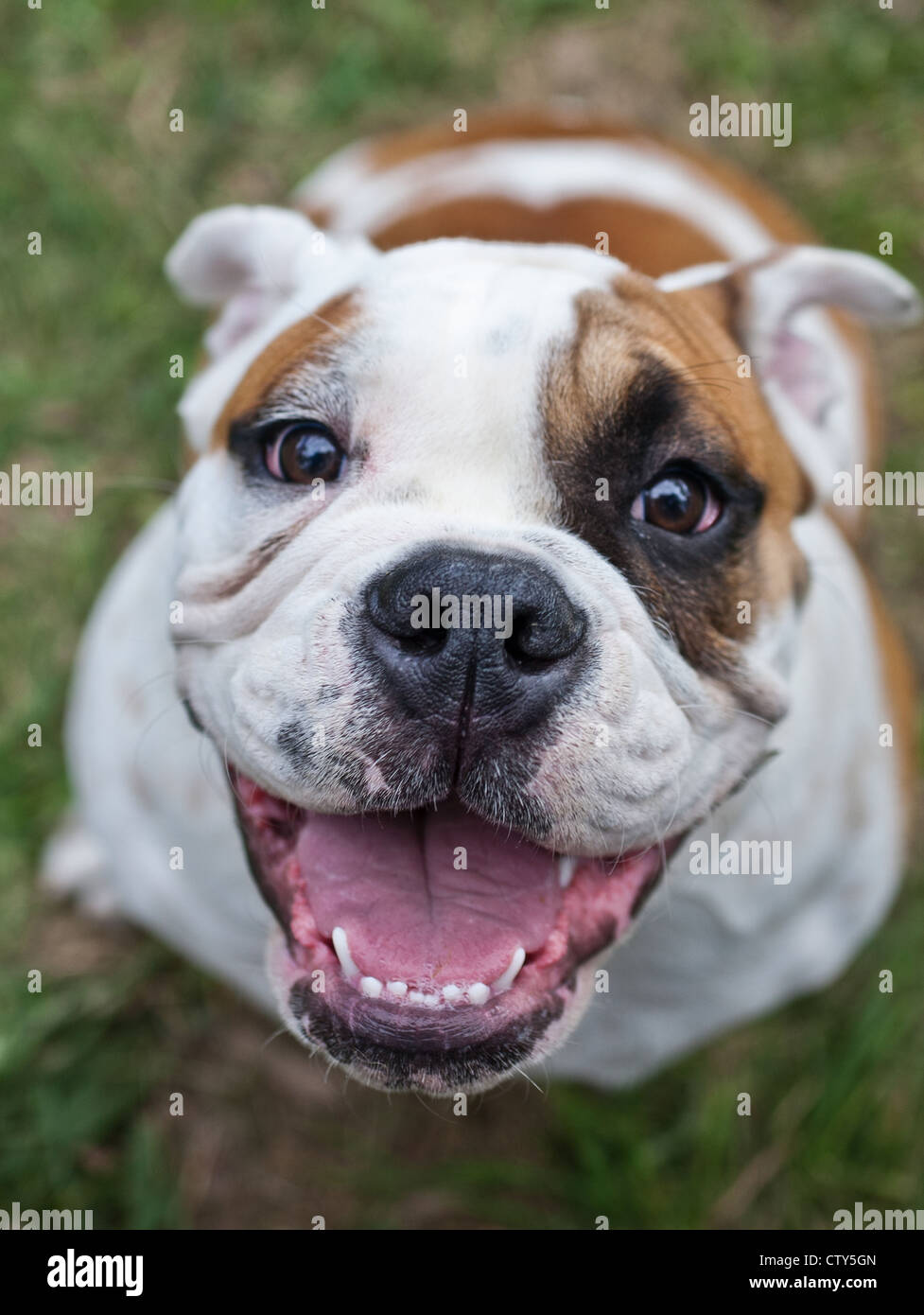 Aussie bulldog hi-res stock photography and images - Alamy