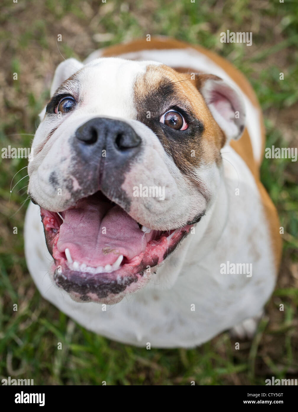 Aussie bulldog hi-res stock photography and images - Alamy