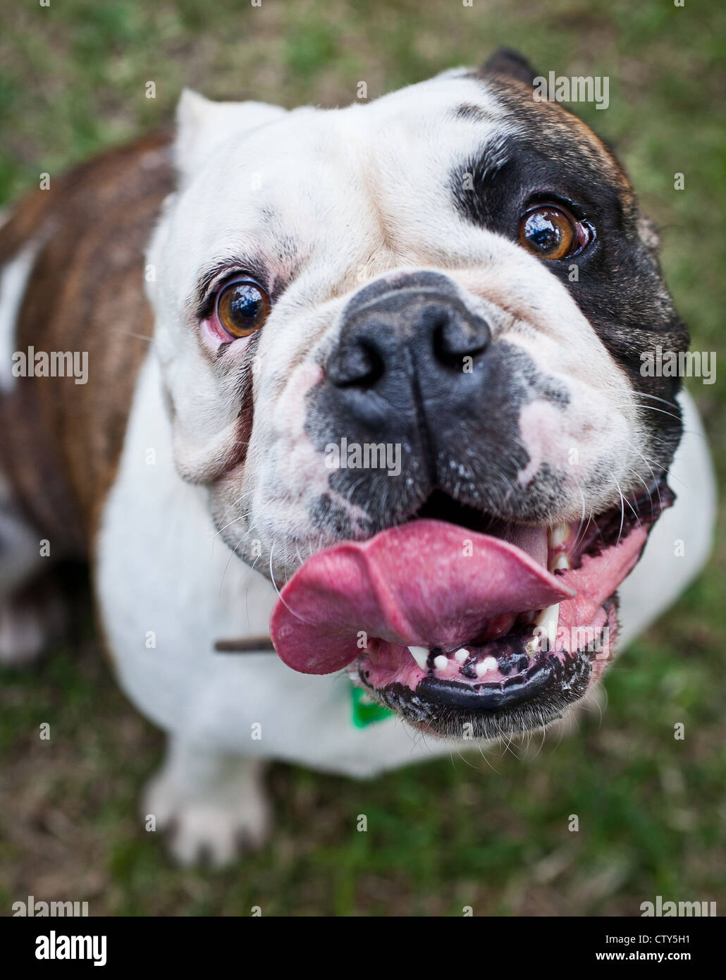 Australian bulldog hi-res stock photography and images - Alamy