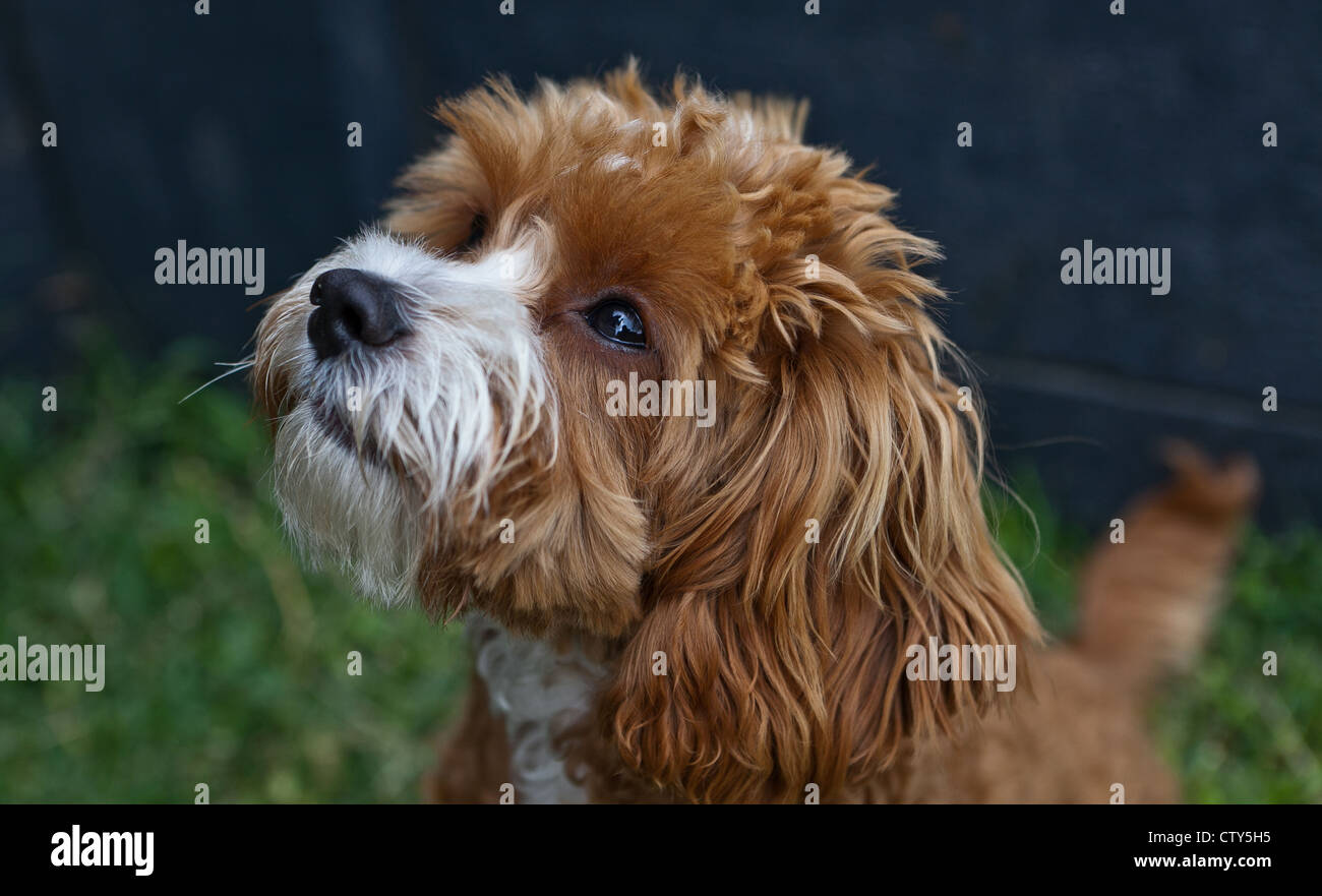 Spoodle hi-res stock photography and images - Alamy