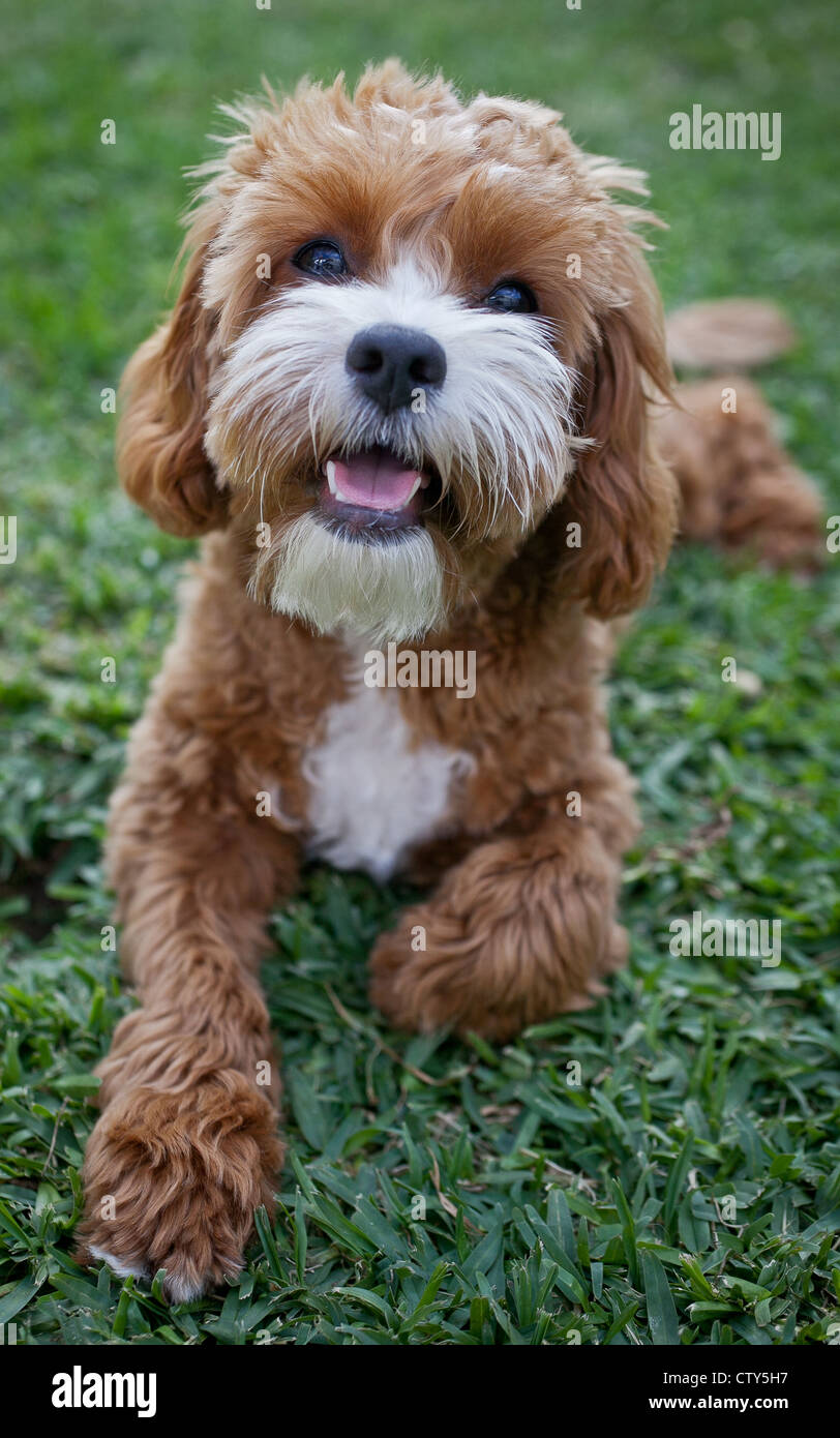 Spoodle hi-res stock photography and images - Alamy