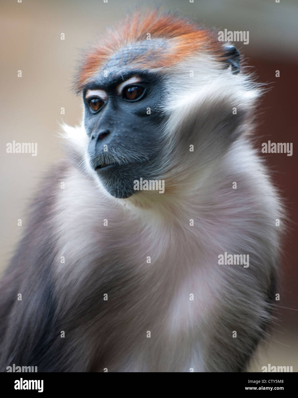 Zoo monkey hi-res stock photography and images - Alamy