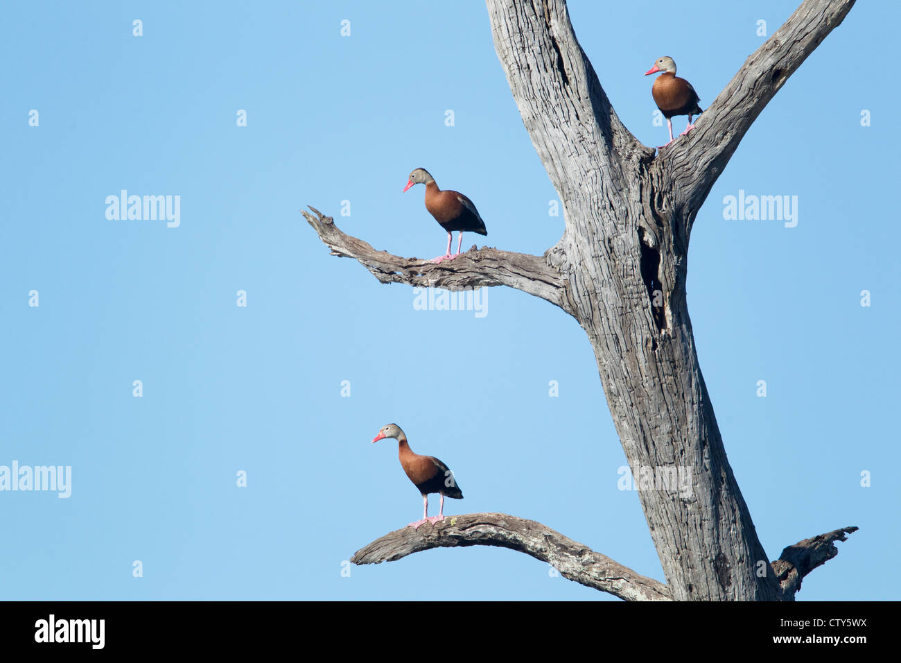 Tree duck hi-res stock photography and images - Alamy