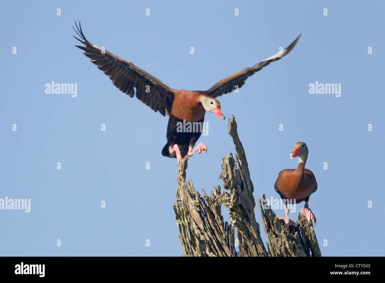 Whistling tree duck hi-res stock photography and images - Alamy