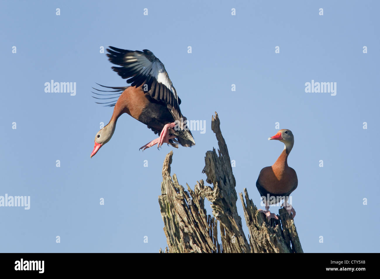 Whistling tree duck hi-res stock photography and images - Alamy