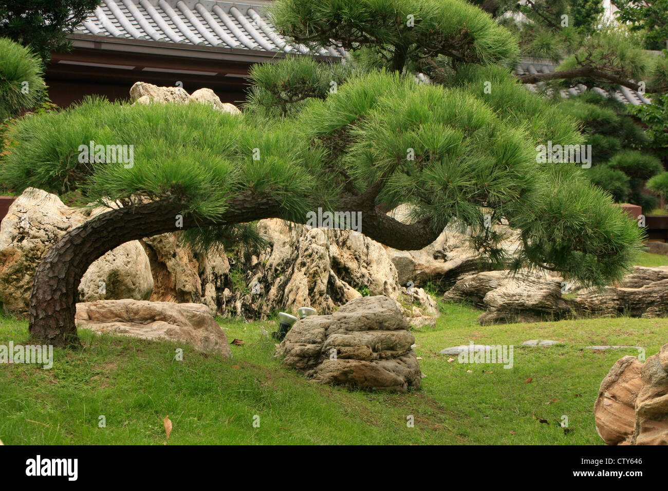 Leaning bonsai tree, Chi Lin Nunnery, Hong Kong Stock Photo - Alamy Leaning bonsai tree, Chi Lin Nunnery, Hong Kong Stock Photo - Alamy