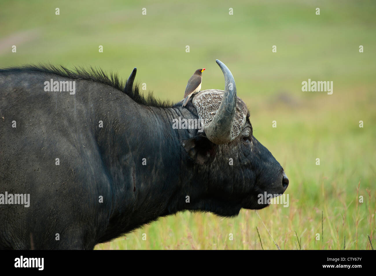 Cape Buffalo with Oxpecker in the Maasai Mara, Kenya Stock Photo - Alamy