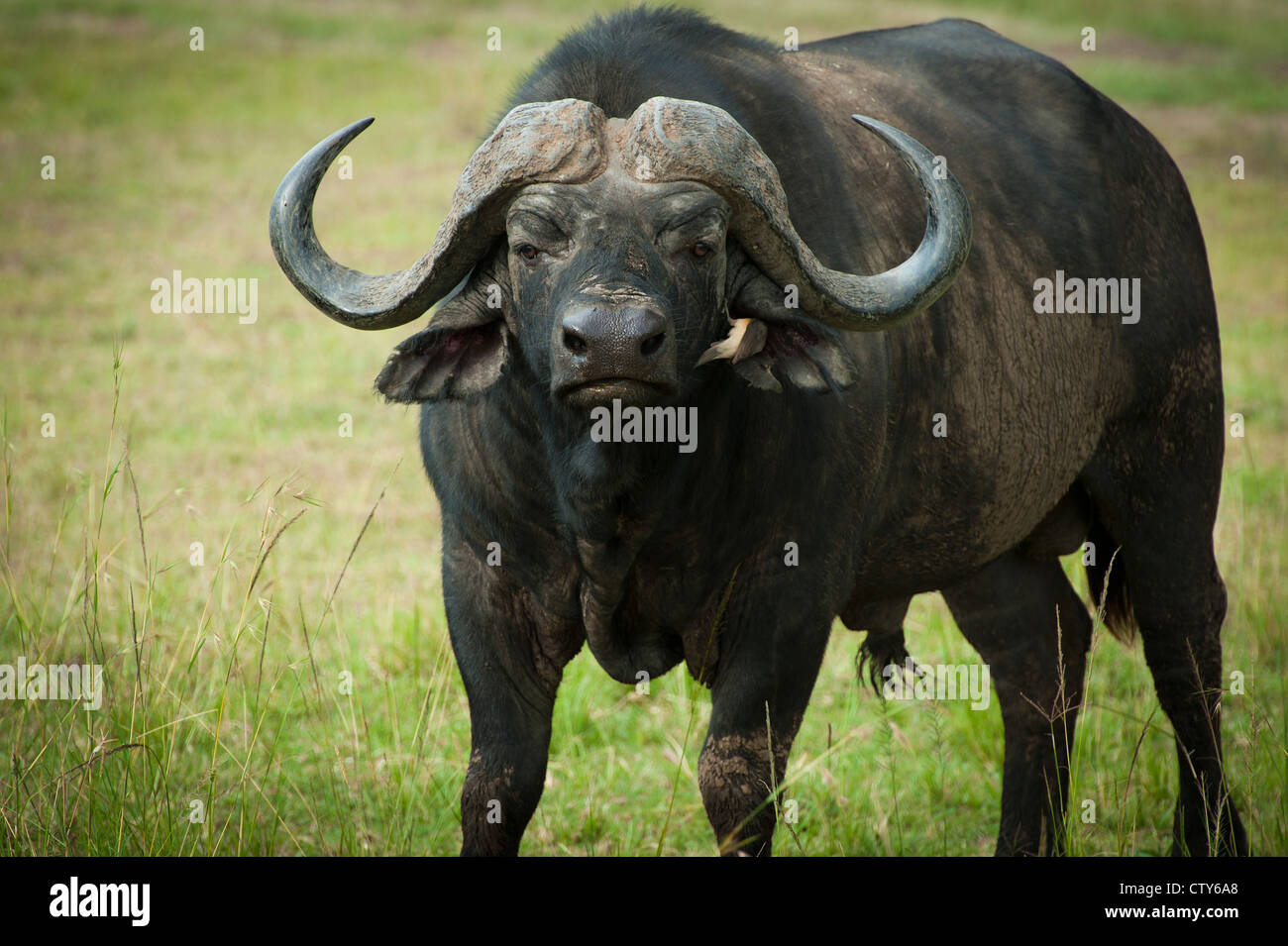 Buffalo and oxpecker symbiosis hi-res stock photography and images - Alamy