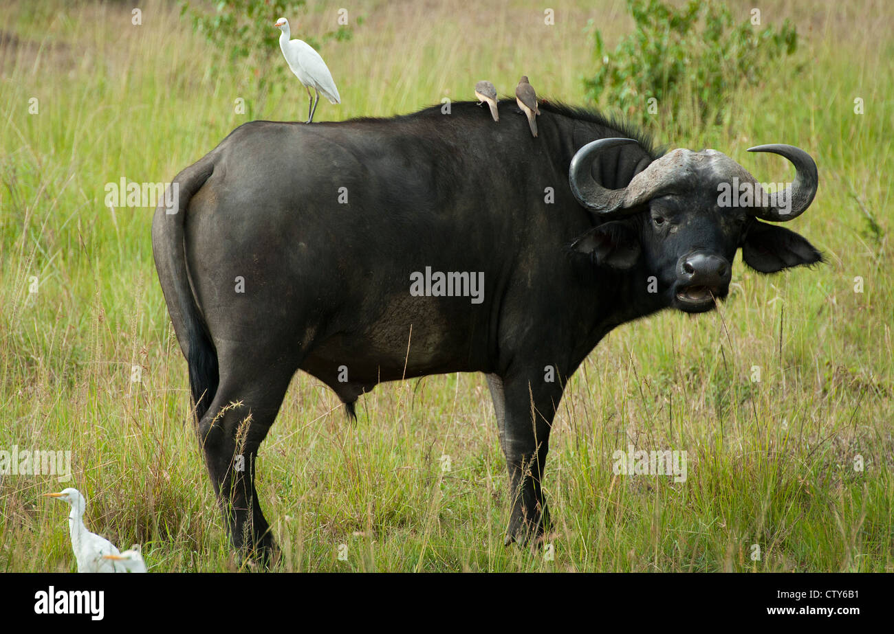 Oxpecker hi-res stock photography and images - Alamy