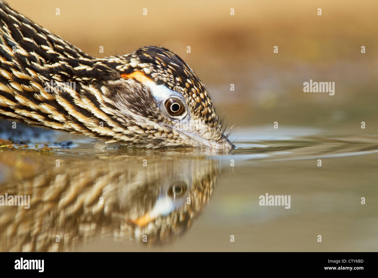 Roadrunner - drinking Geococcyx californianus South Texas. USA BI022909 ...