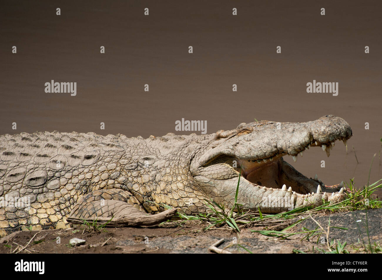 Crocodile jaws hi-res stock photography and images - Alamy