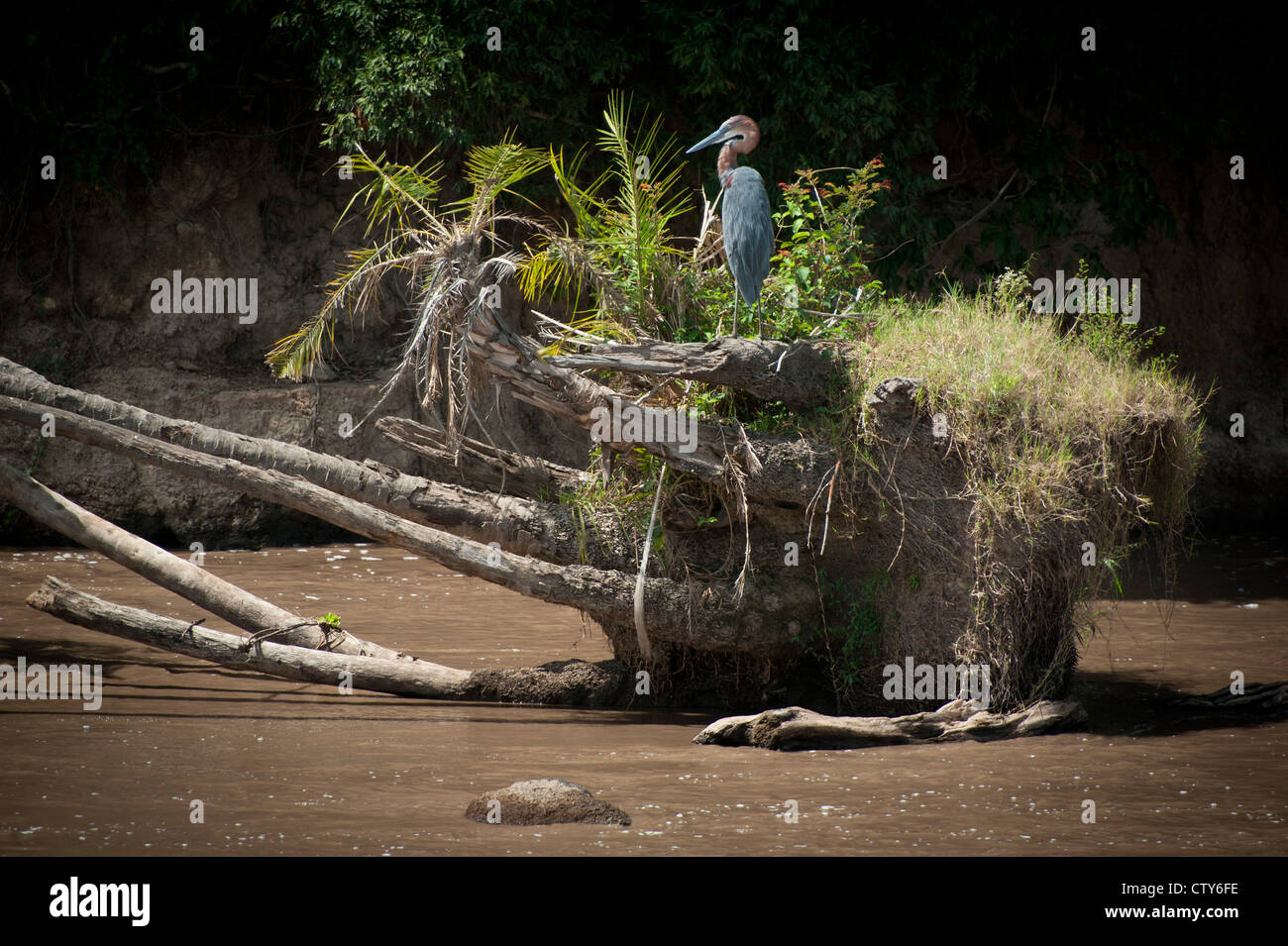 Goliath Heron on a fallen tree root in the Mara River Stock Photo - Alamy