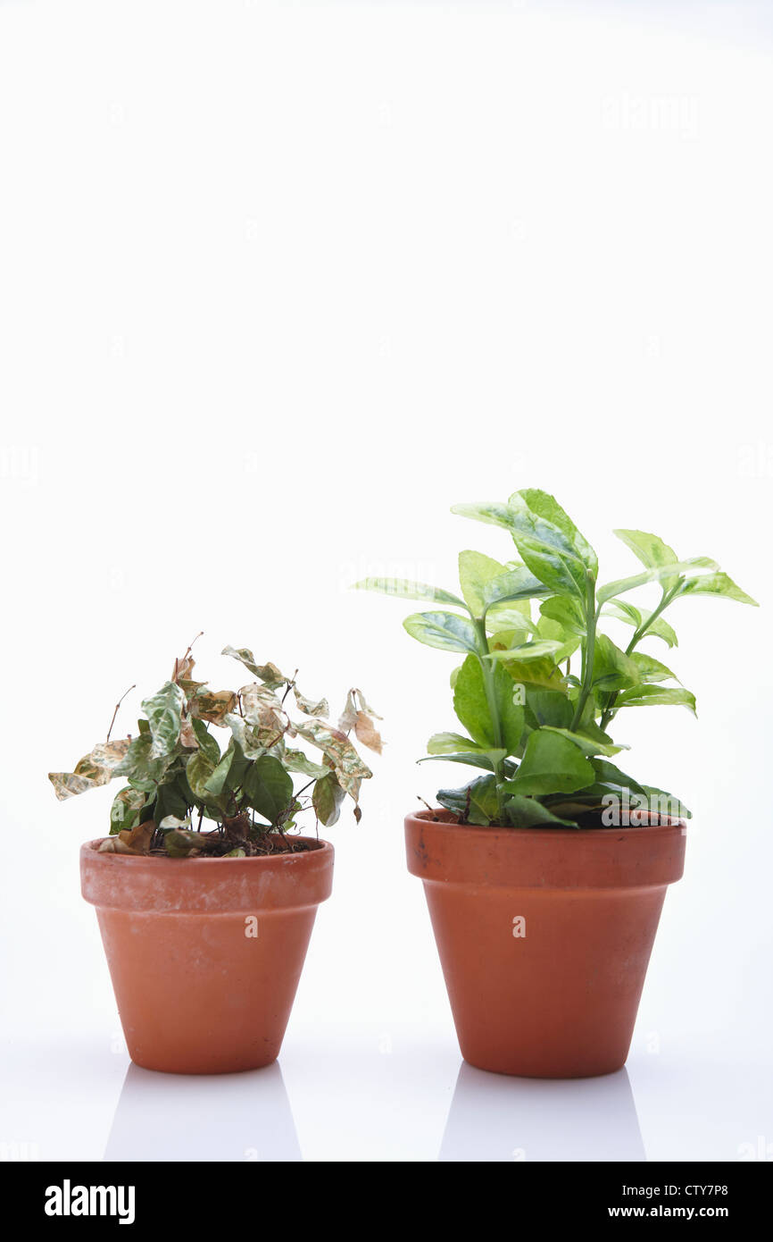 Dried plant and fresh plant Stock Photo - Alamy