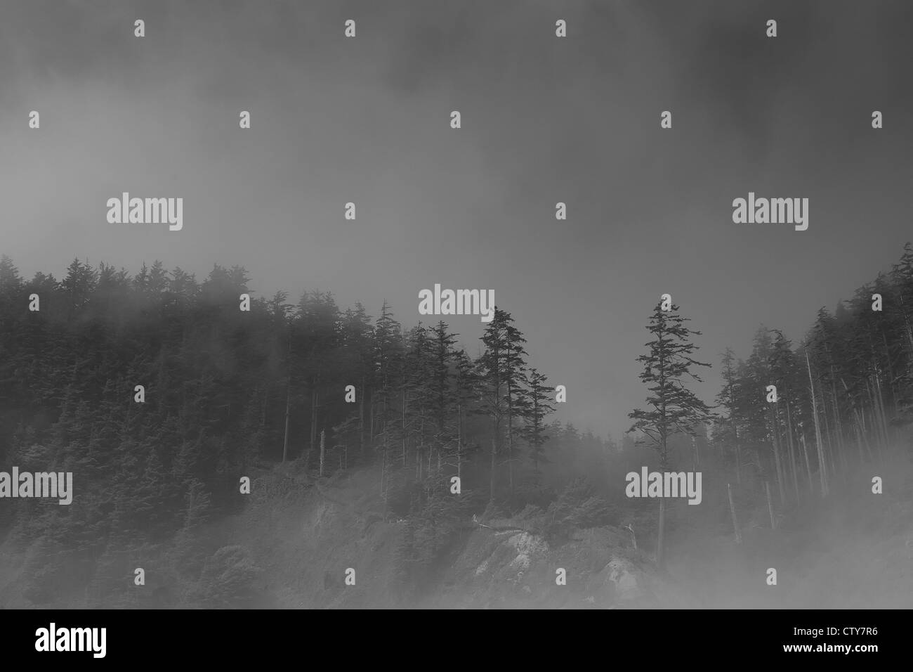 Mist Covered Oregon Forest Stock Photo - Alamy