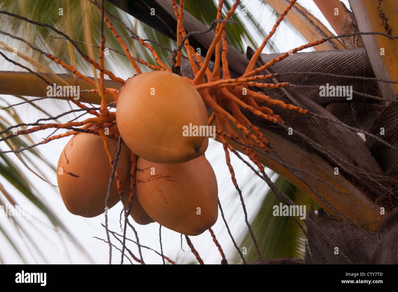 Kerala coconut tree hi-res stock photography and images - Alamy