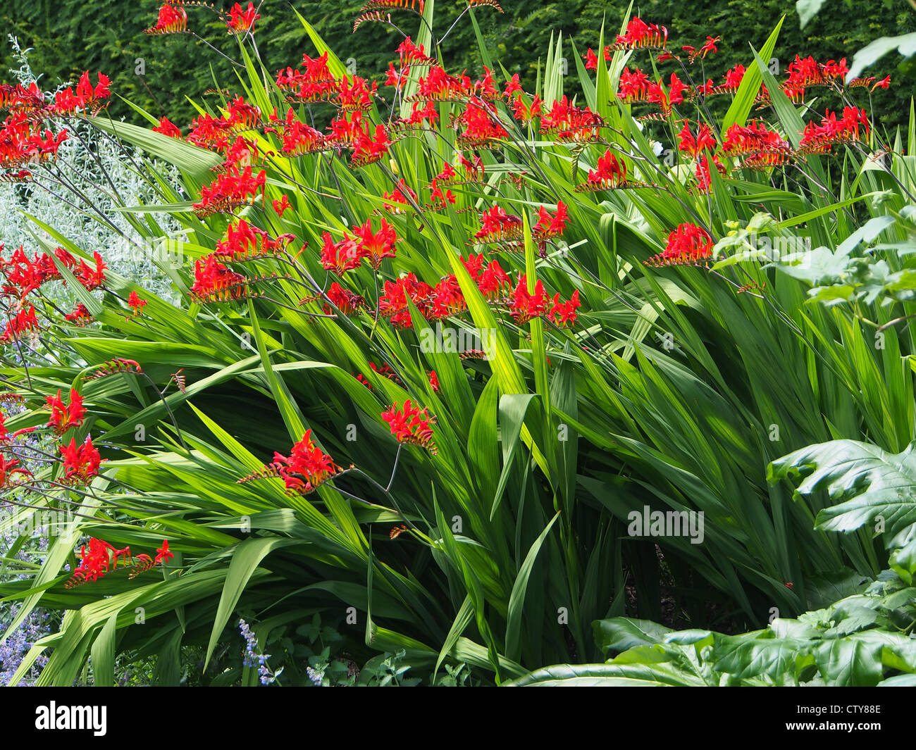 an image showing crocosmia bulbs in flower Stock Photo - Alamy