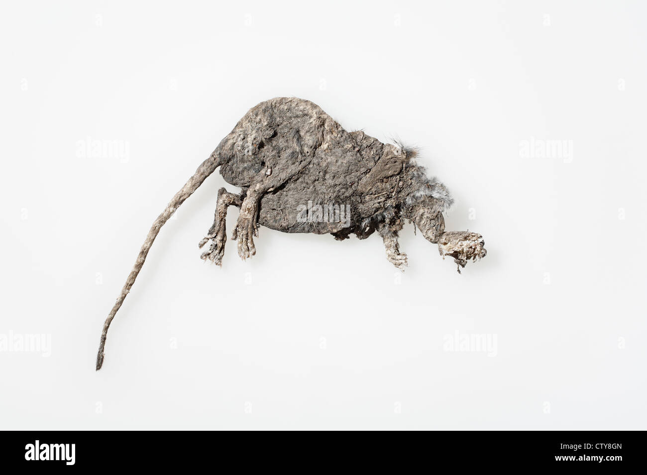 Mummified rat on white background Stock Photo - Alamy