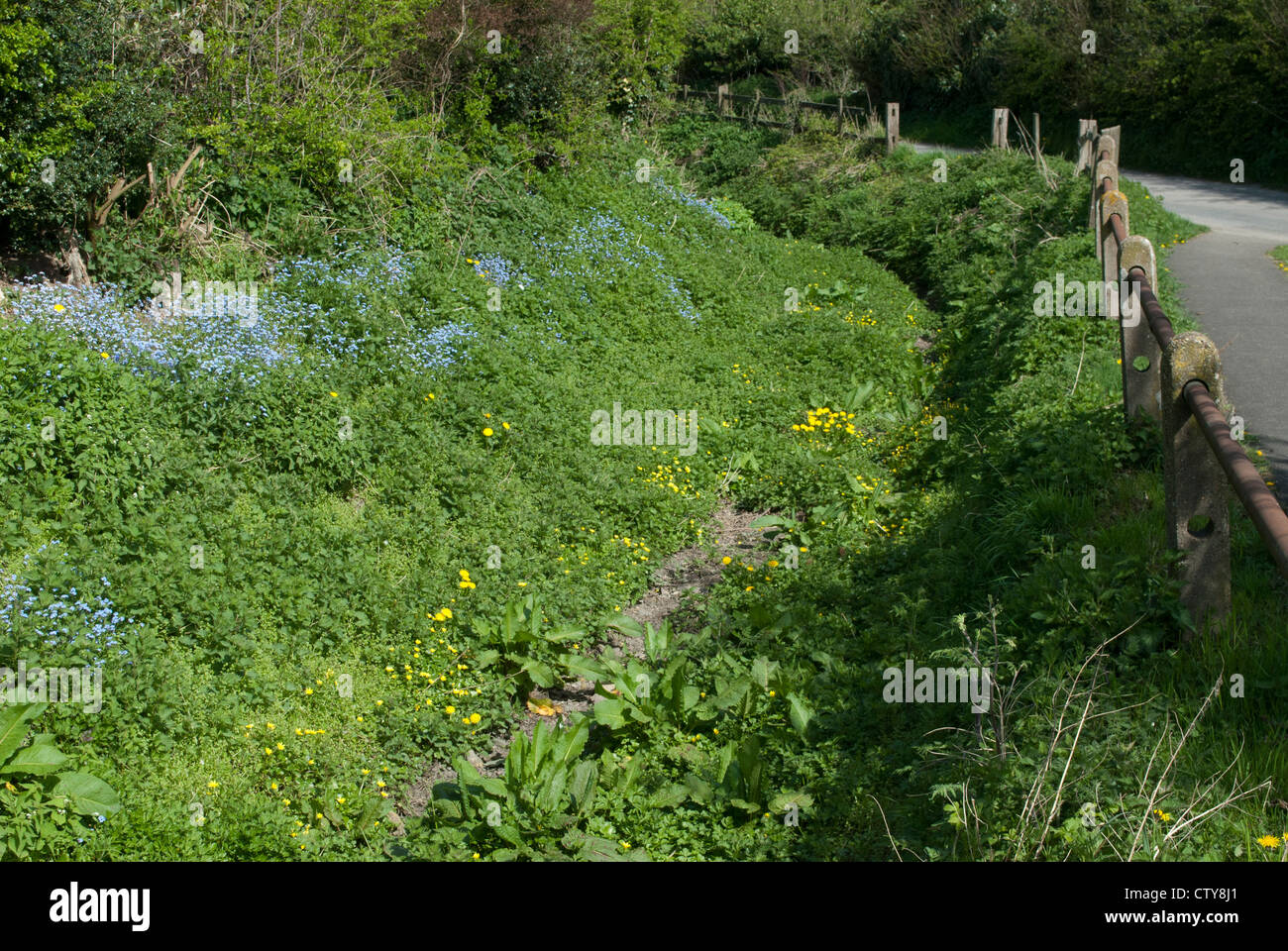 Ditch weed hi-res stock photography and images - Alamy