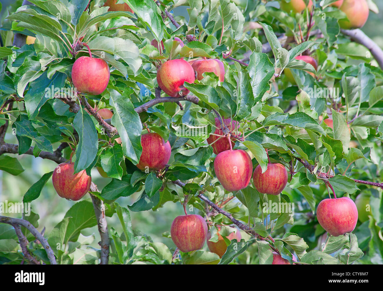 Apple garden full of riped red apples Stock Photo - Alamy