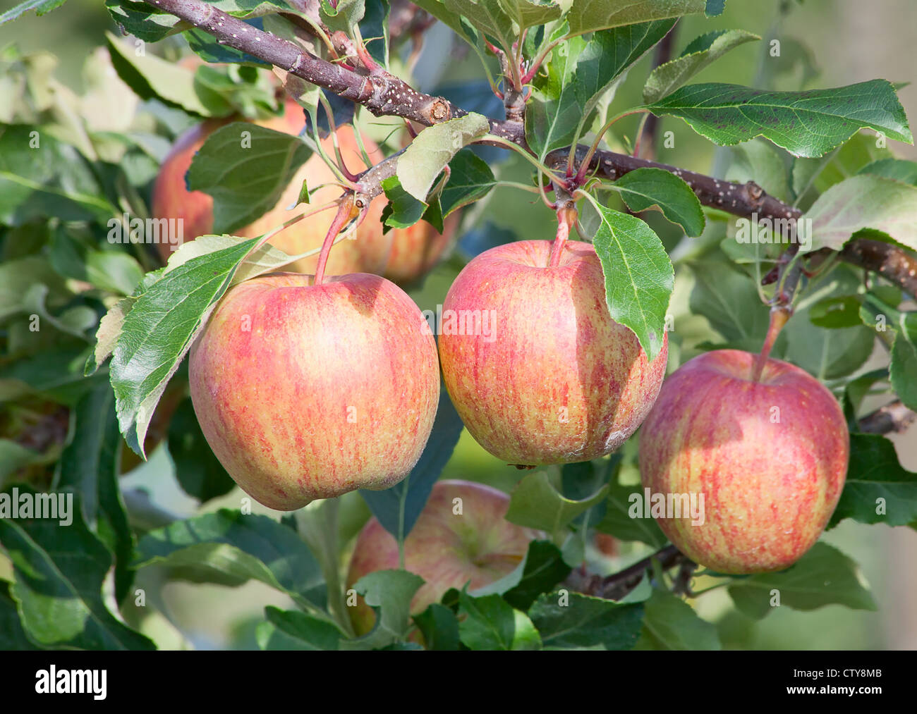 Apple garden full of riped red apples Stock Photo - Alamy