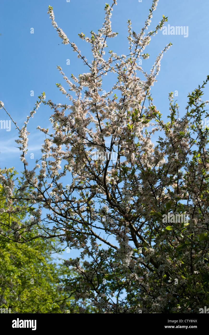 Branches of Hawthorn tree in blossom against blue sky Stock Photo - Alamy