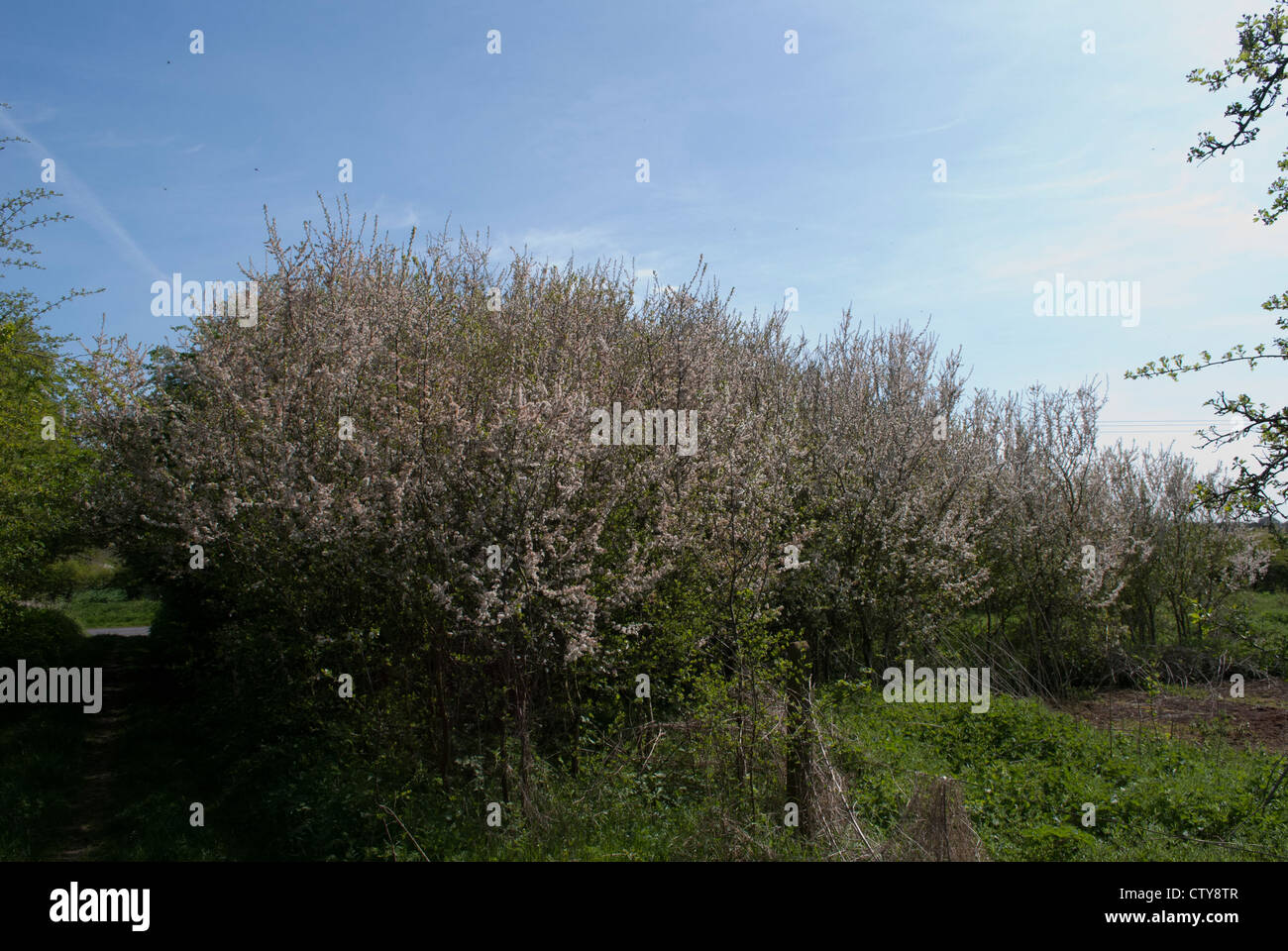 Hawthorn trees in blossom against blue sky Stock Photo - Alamy