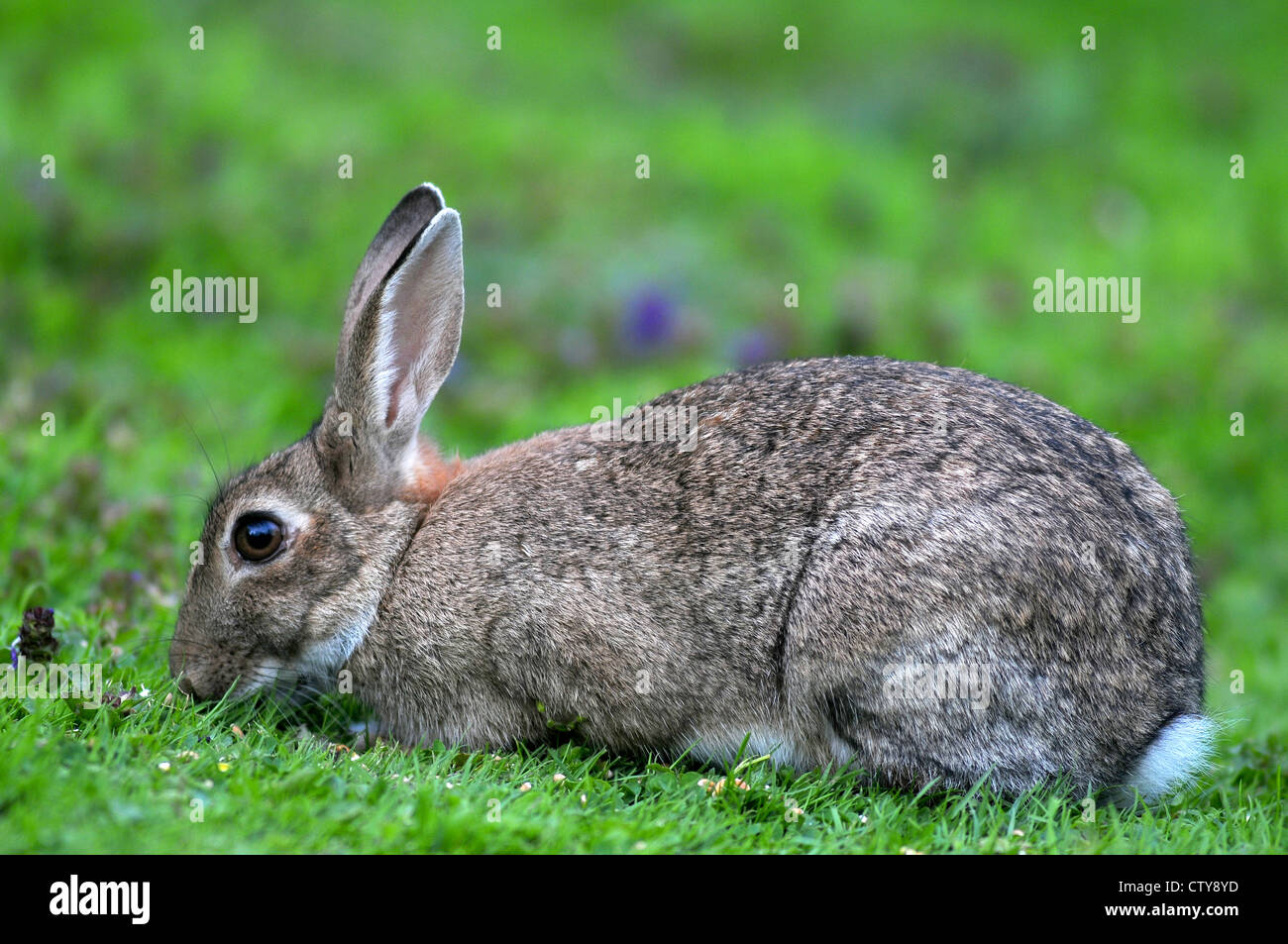 RABBIT Oryctolagus cuniculus Stock Photo - Alamy
