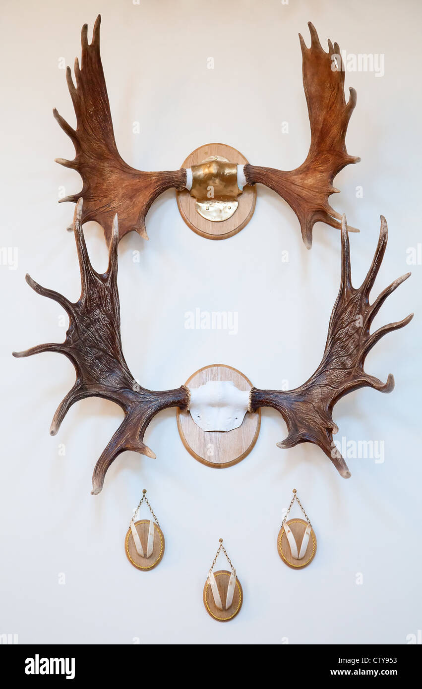 Hunting trophy room in the medieval castle Stock Photo - Alamy