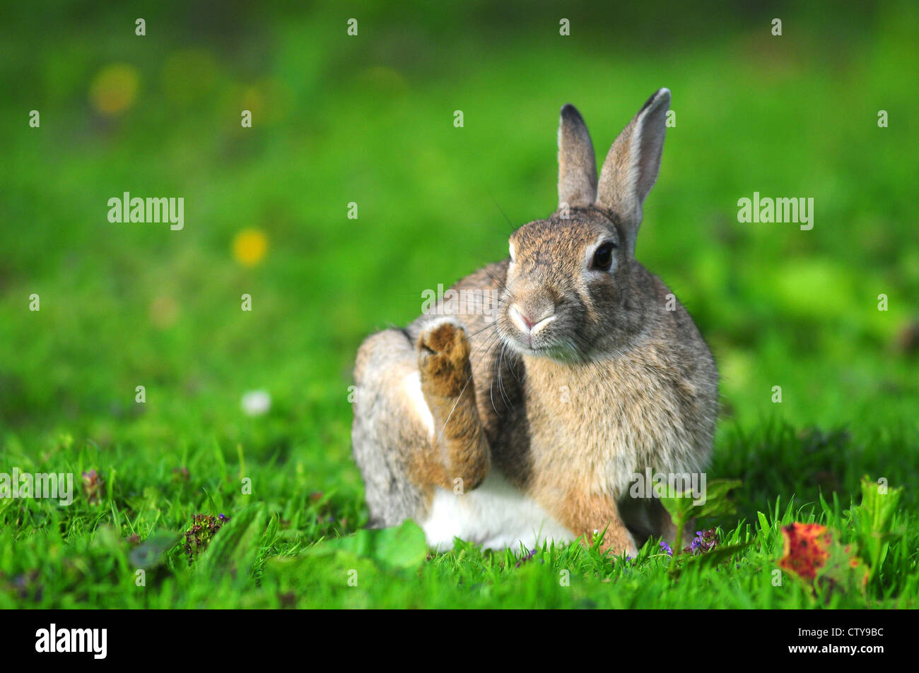 RABBIT Oryctolagus cuniculus Stock Photo - Alamy