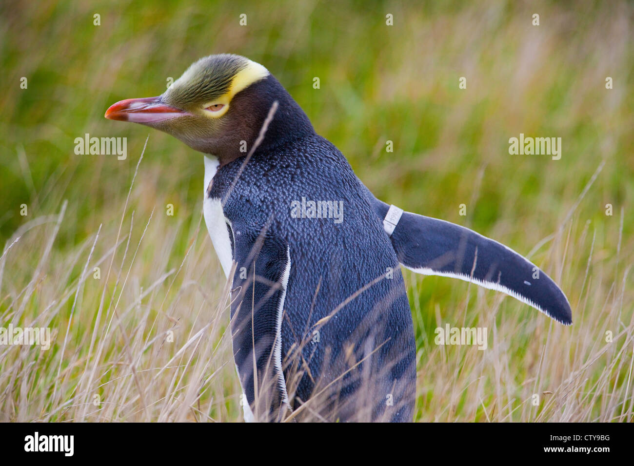 Yellow eyed penguin hi-res stock photography and images - Alamy