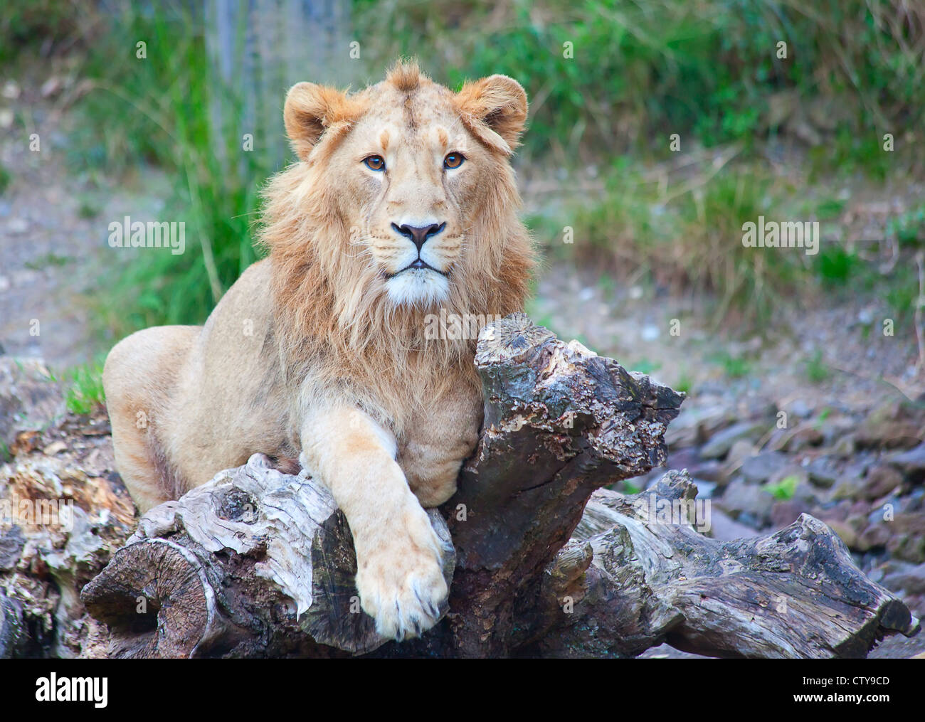 Young lion born in Zurich Zoo Stock Photo - Alamy