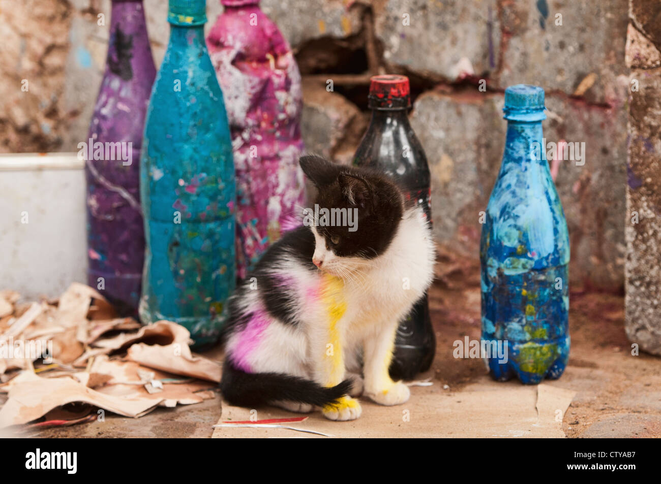 spray painted cat in the medina in Marrakech, Morocco Stock Photo - Alamy