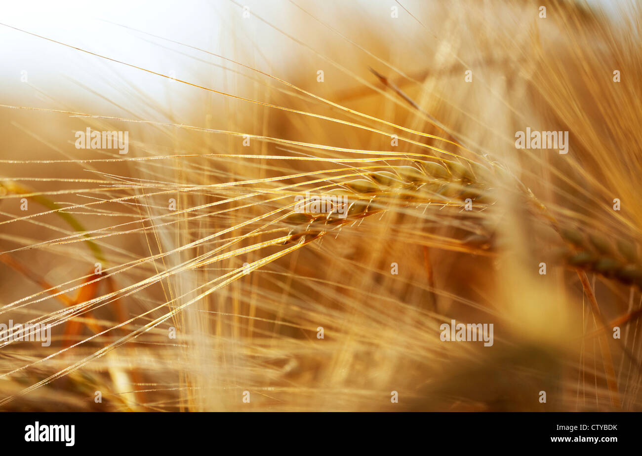 Ears of Barley Stock Photo - Alamy