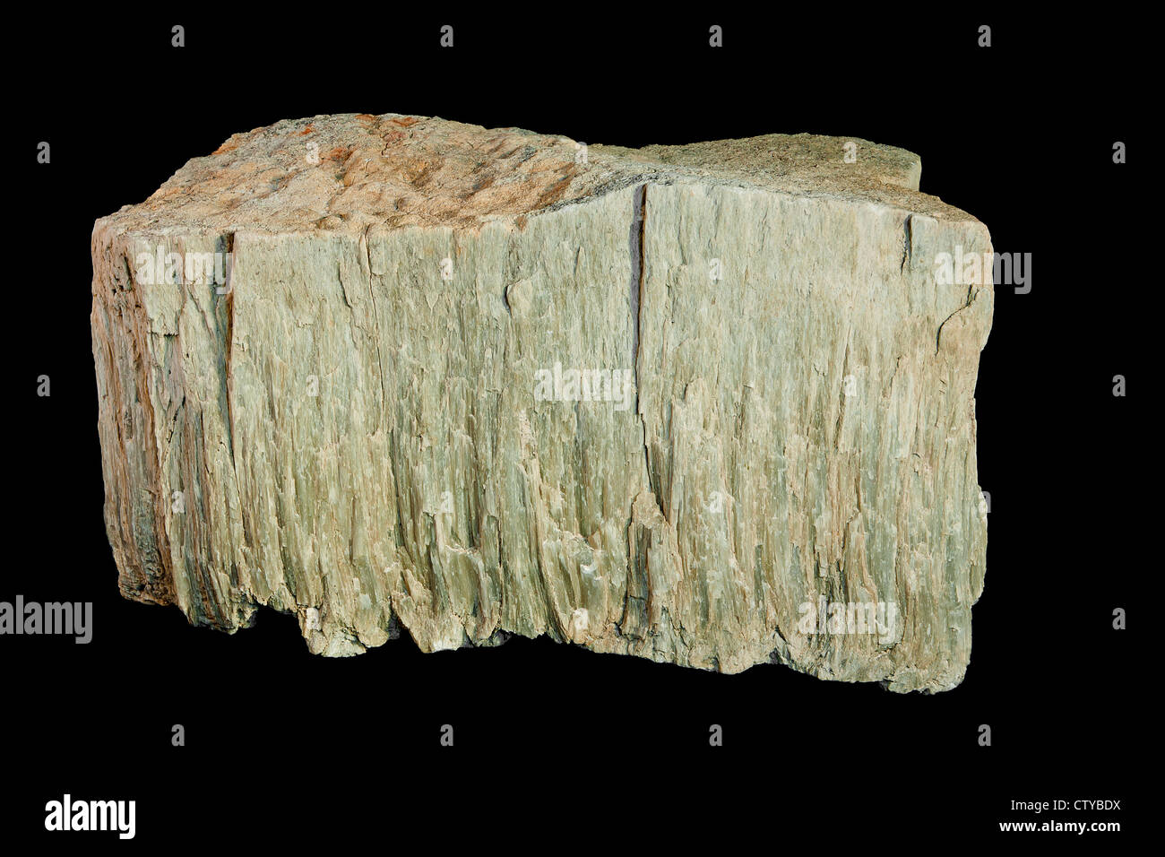 Fossilised tree hi-res stock photography and images - Alamy