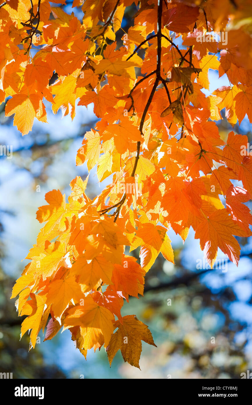 autumn maple tree twig (closeup) in city park Stock Photo - Alamy