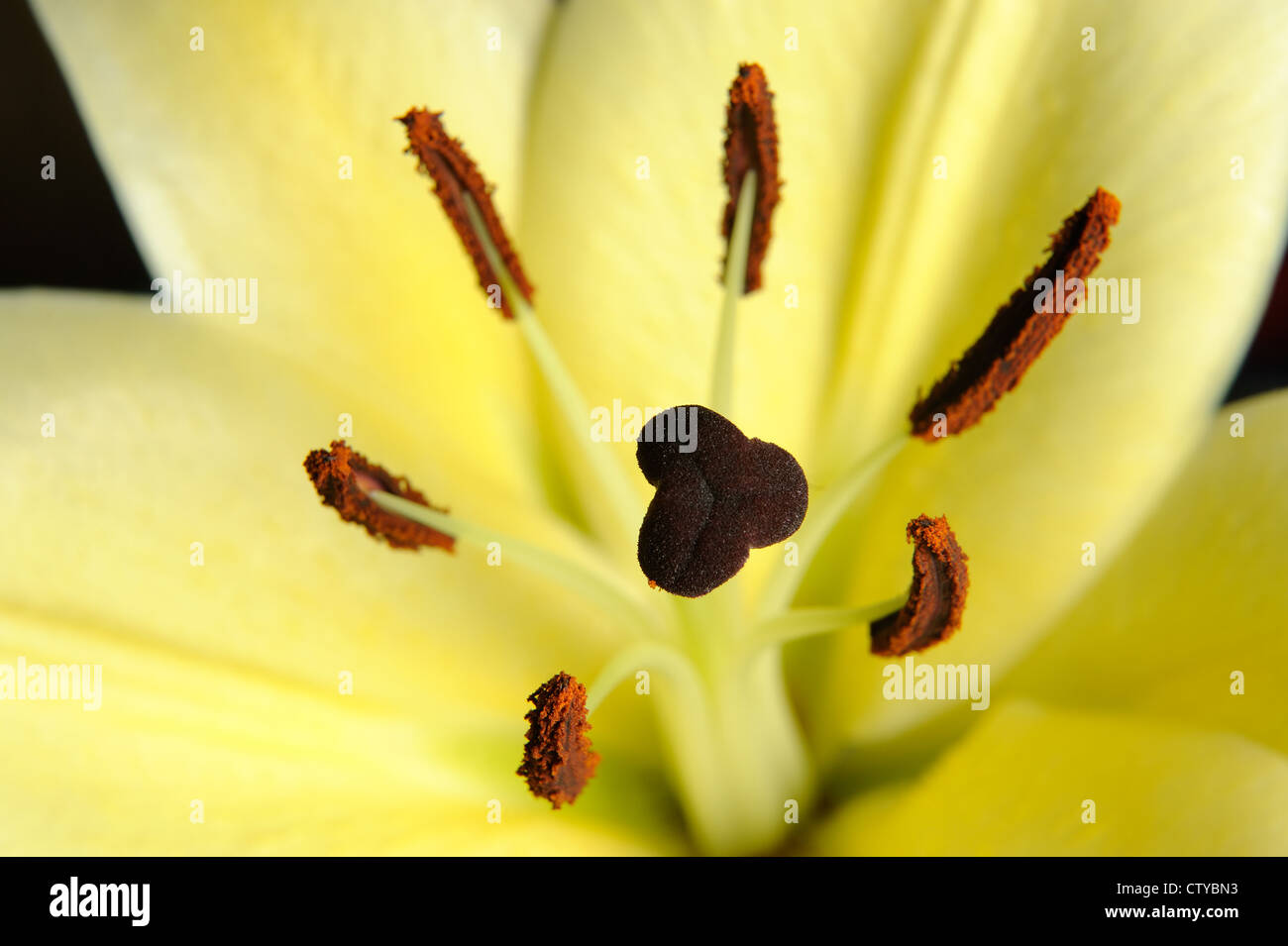 detail view of single lily flower stamen Stock Photo - Alamy