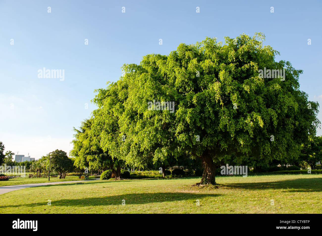 Evergreen banyan tree hi-res stock photography and images - Alamy
