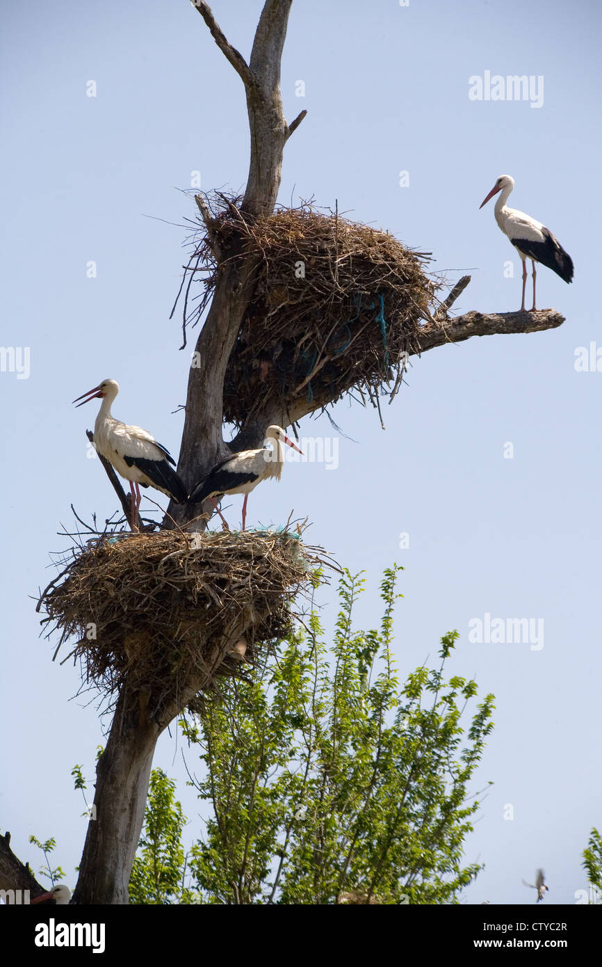 Three white Storks (Ciconia ciconia) guarding their nests in Extremadura, central Spain Stock ...