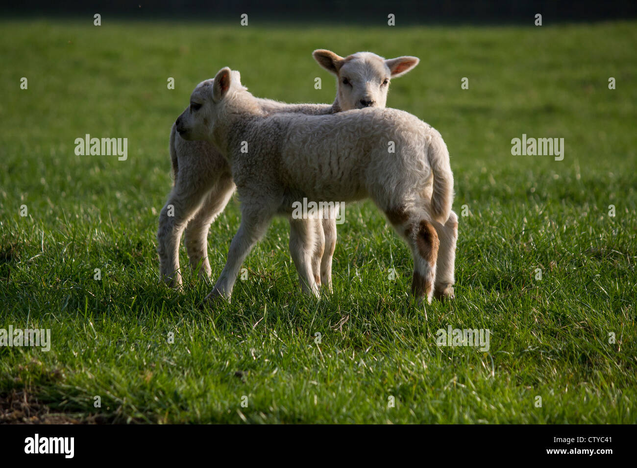 Shy sheep hi-res stock photography and images - Alamy