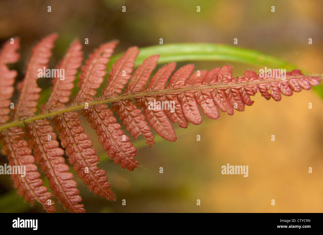 A fen leaf in natural environment of a Borneo rainforest Stock Photo ...